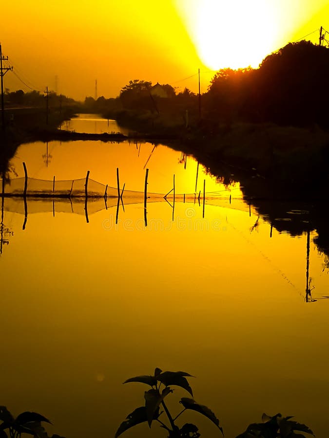 The Spectrum of Sunset and Silhouette Background on Trees Stock Photo ...