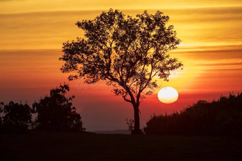 The Spectrum of Sunset and Silhouette Background on Trees Stock Photo ...