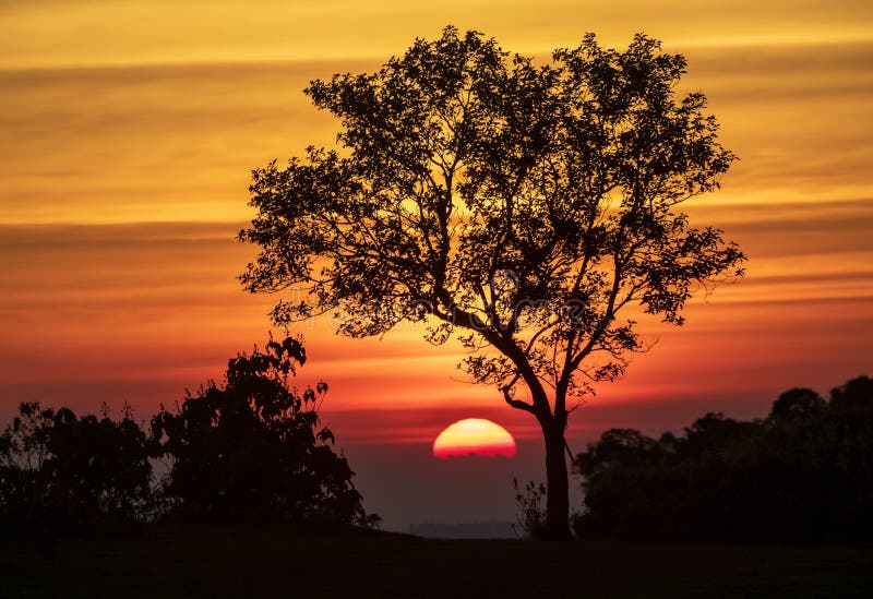 The Spectrum of Sunset and Silhouette Background on Trees Stock Photo ...