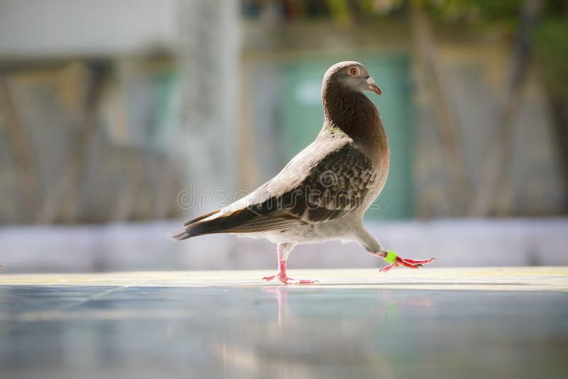 Speed Racing Pigeon Bird Walking Forward Stock Image - Image of body ...
