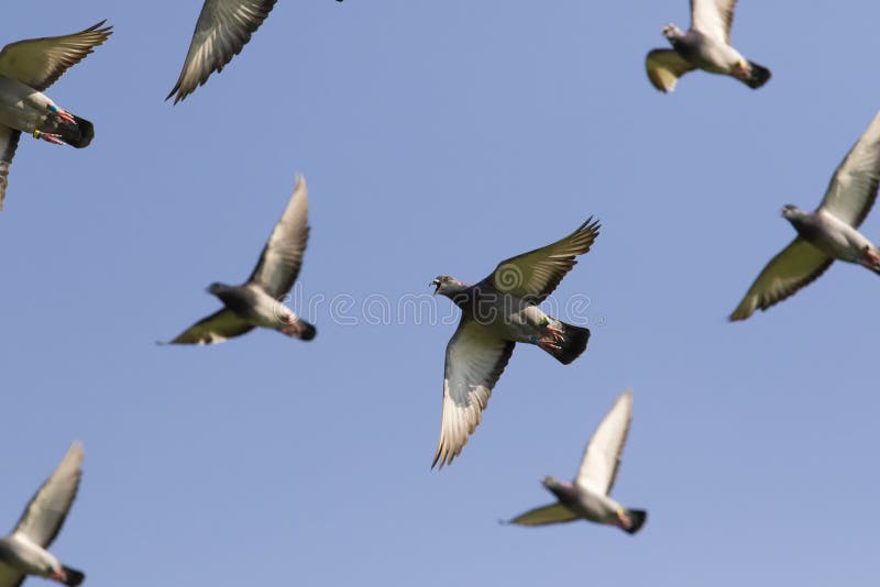 Speed Racing Pigeon Flying Against Clear Blue Sky Stock Image - Image ...