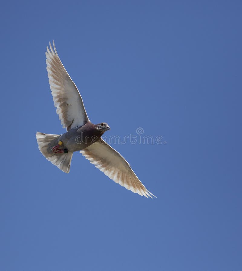 Fci Wings Stock Photos - Free & Royalty-Free Stock Photos from Dreamstime