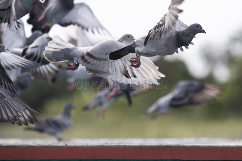 Speed Racing Pigeon Flying Over Home Loft Trap Stock Image - Image of ...