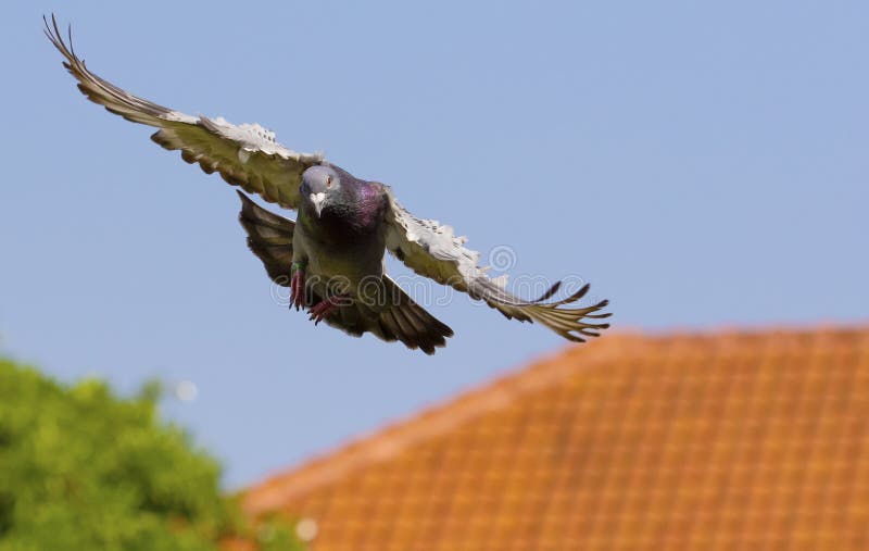 Speed Racing Pigeon Flying To Home Loft Stock Photo - Image of bird ...