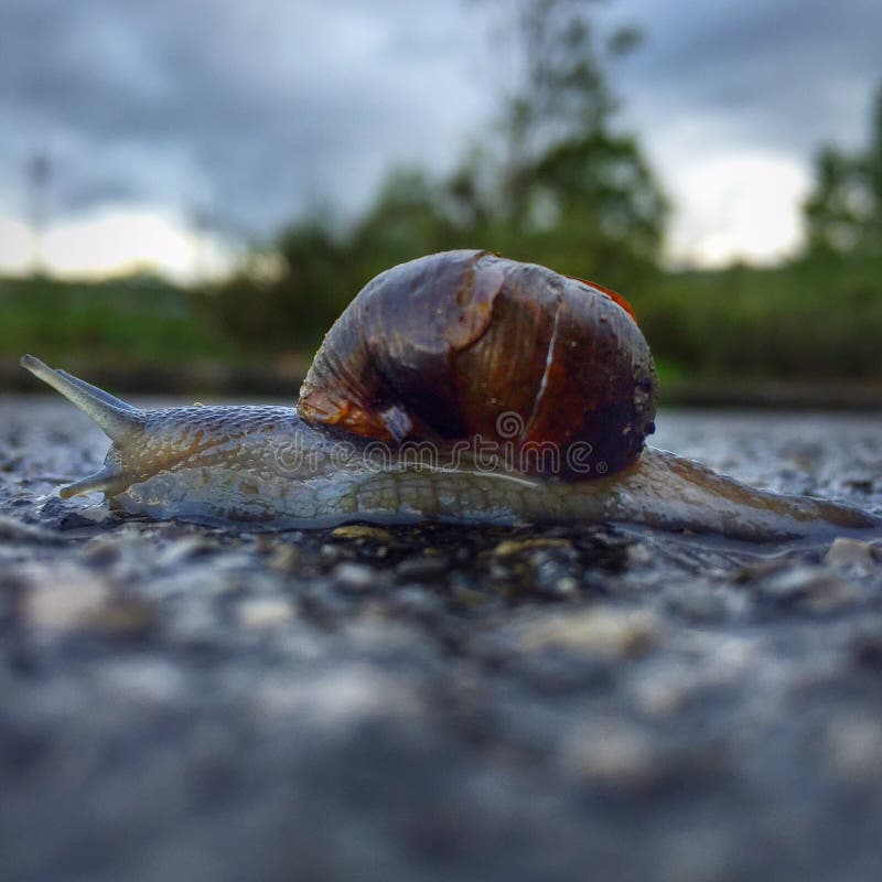 With speed stock photo. Image of sigma, snails, attitude - 79009510