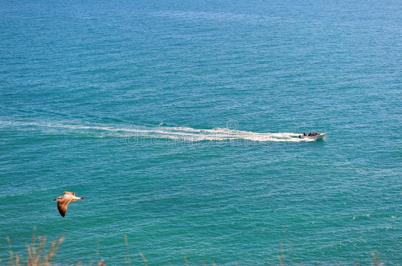 Speedboat and Seagull Flying Over the Sea Stock Photo - Image of flight ...
