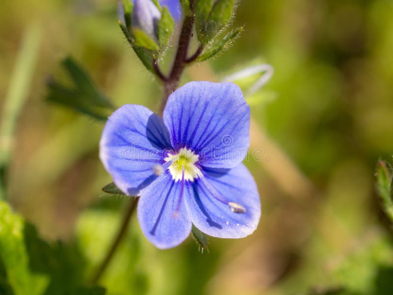 Speedwell flower in spring stock image. Image of speedwell - 184673233