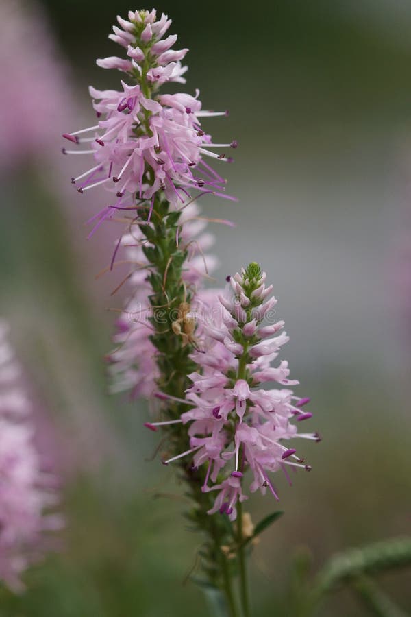 Speedwell, Veronica Spicata Stock Photo - Image of close, pink: 94819188