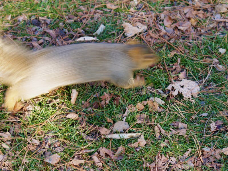 Speedy squirrel stock image. Image of fast, wildlife - 37361045