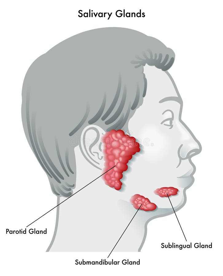 Speekselklieren Sublingual, Submandibular En Parotid Klier - Vector ...