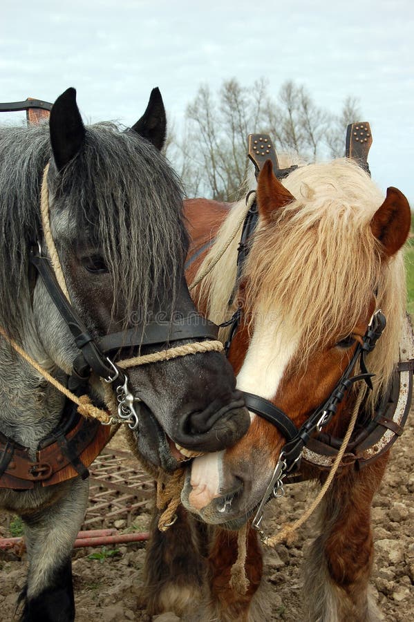 Speels bijtend paard stock foto. Image of binnenlands - 6996242