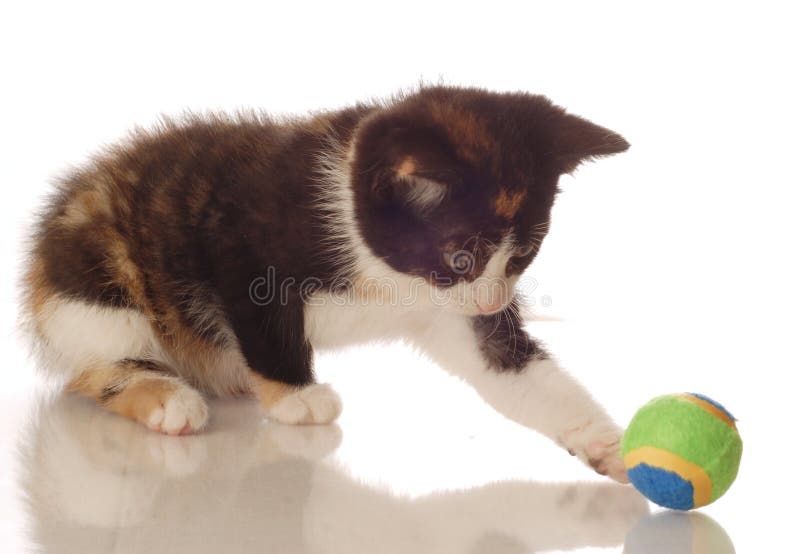 Speels katje stock foto. Image of vriendschap, spel, uitziend - 6093108