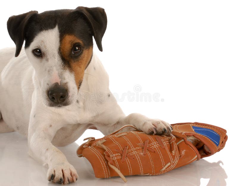 Speelse Hond Met Honkbalhandschoen Stock Foto - Image of handschoen ...