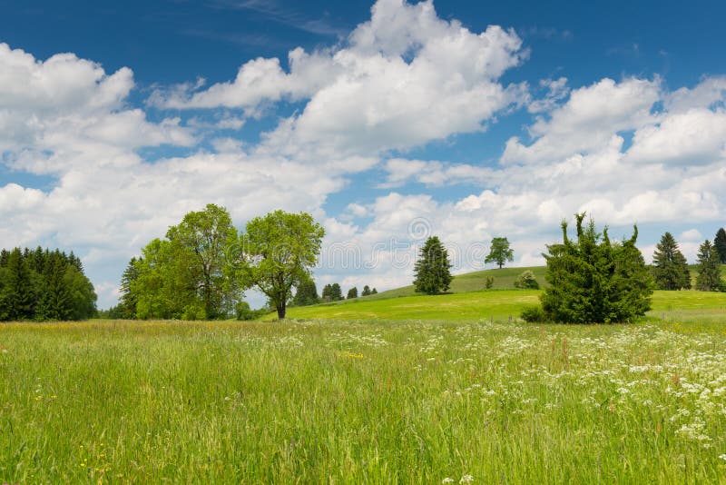 Tree line on hill stock photo. Image of field, meadow - 5219934