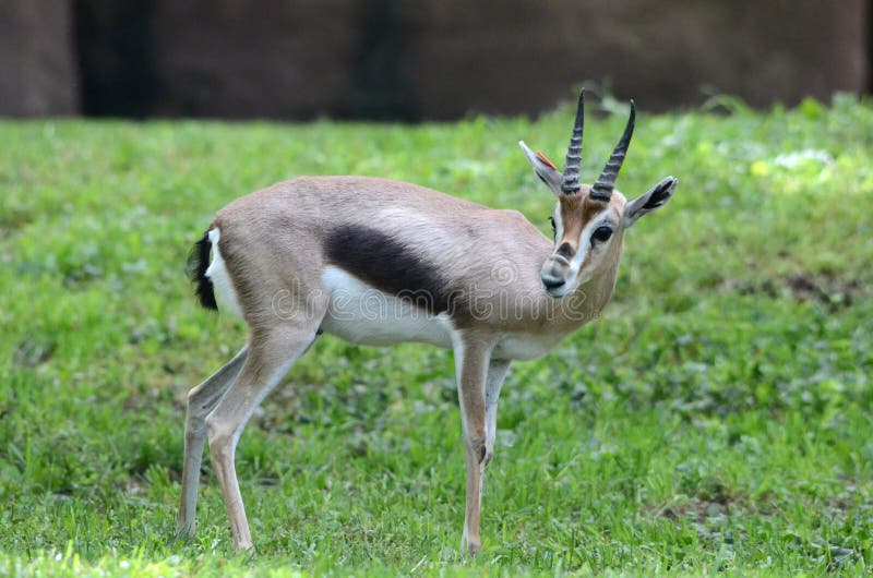 The Speke`s gazelle stock photo. Image of deer, male - 97318740