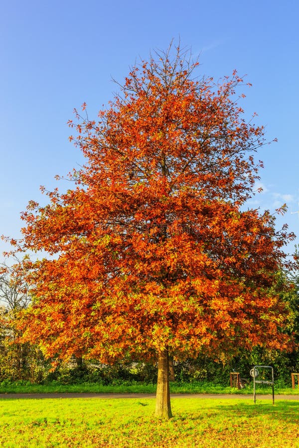 Rode Eik, *Quercus Palustris* Als Parkboom in Gazon Stock Foto - Image ...