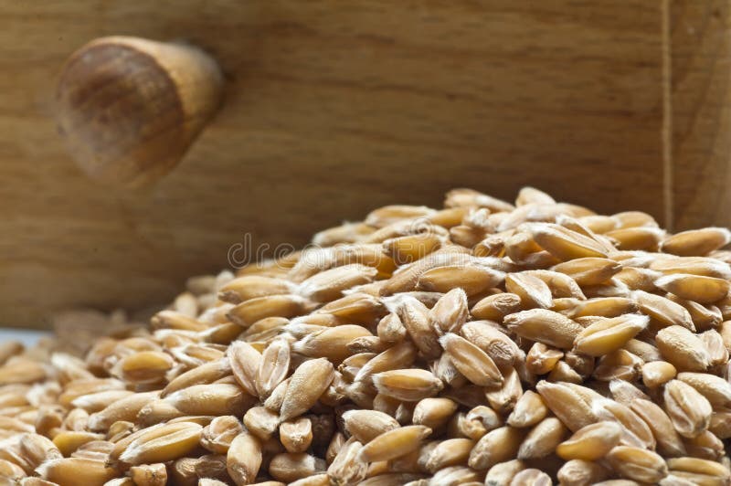 Spelt stock photo. Image of baking, drawer, bread, farming - 17706624