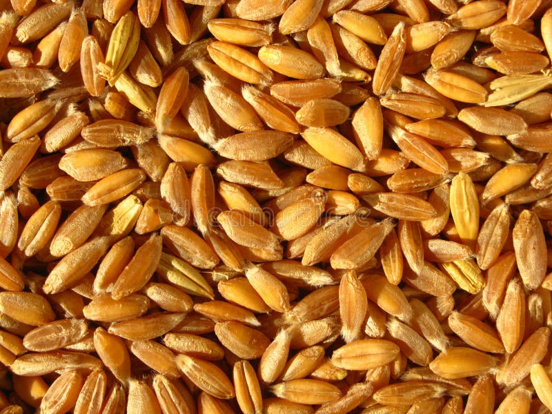4,471 Spelt Seed Stock Photos - Free & Royalty-Free Stock Photos from ...