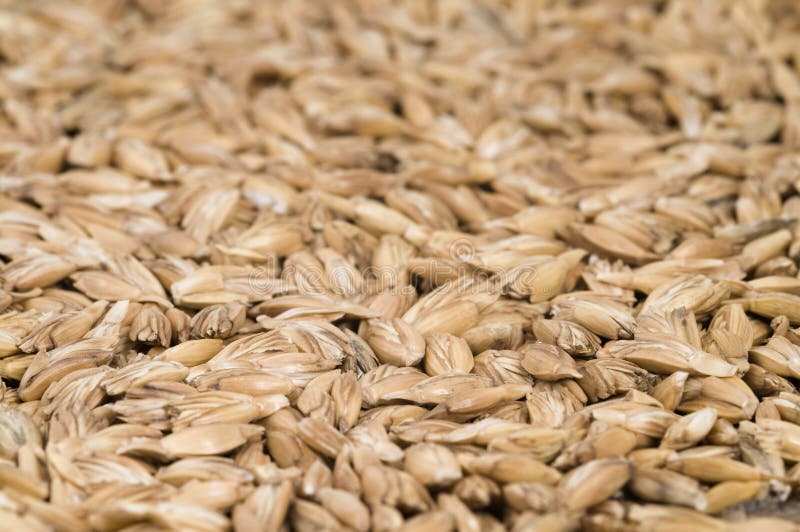 Spelt stock photo. Image of ripe, cereal, ingredient, grain - 7567792