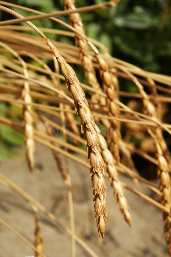 Spelt Closeup stock image. Image of crop, person, grow - 26533037