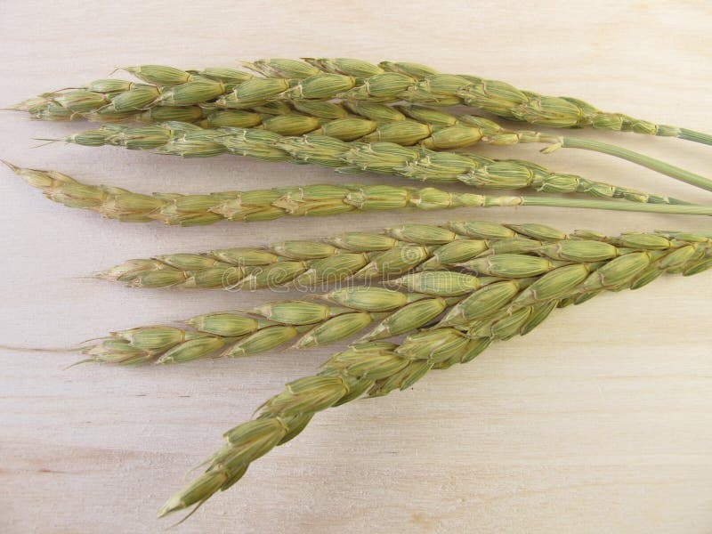 Spelt Plants (Triticum Spelta) Stock Photo - Image of crop, field: 25117764