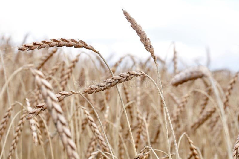 653 Spelt Triticum Spelta Stock Photos - Free & Royalty-Free Stock ...