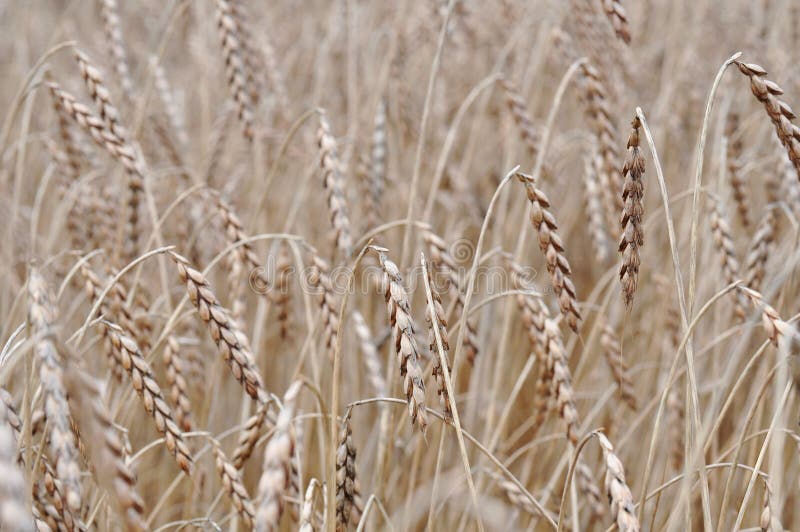 Spelt stock photo. Image of aestivum, ready, farming - 46059404