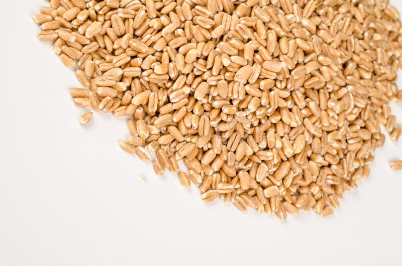 Spelt grain stock photo. Image of organic, seeds, vegan - 72220770
