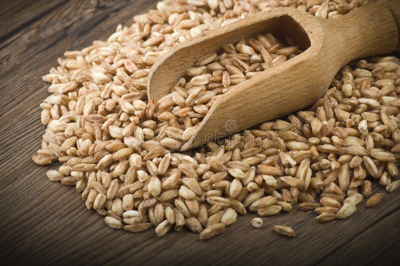Spelt Grain stock image. Image of industry, group, food - 59610743
