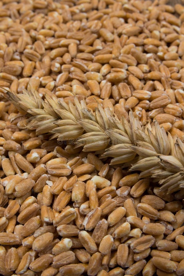 Spelt stock image. Image of carb, digestion, plant, brown - 40705519