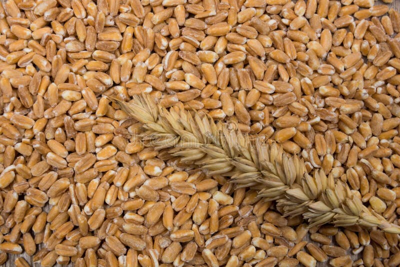 Spelt stock image. Image of plant, food, agriculture - 40705547