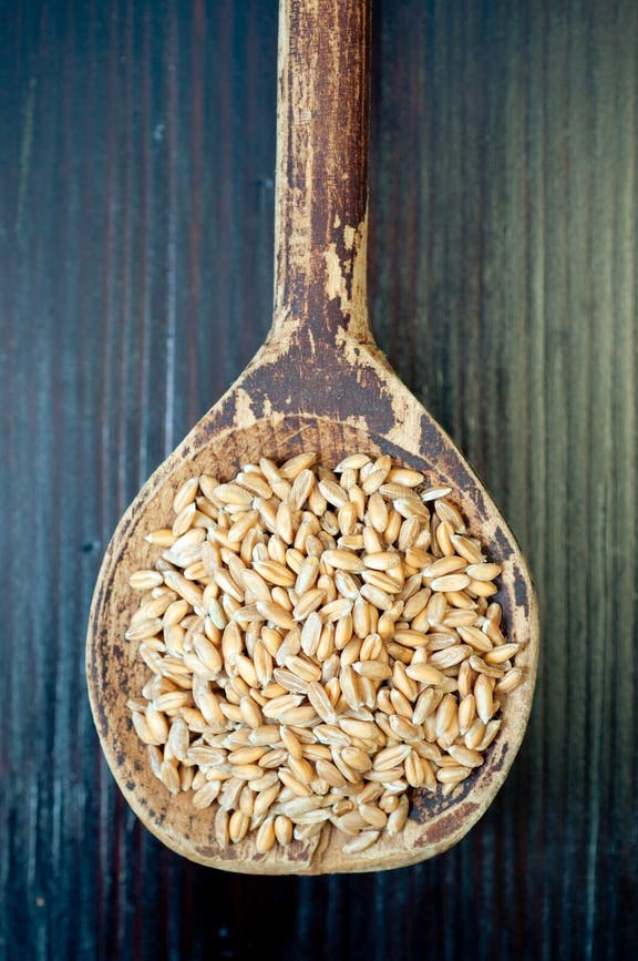 Spelt seeds stock image. Image of spelt, ingredient, seed - 18424685