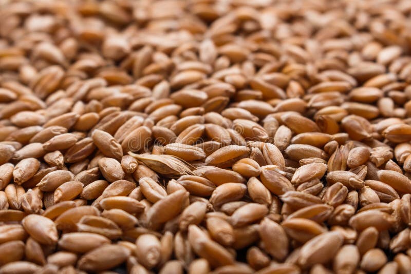 Spelt Seeds on a Dark Stone Background Stock Image - Image of close ...