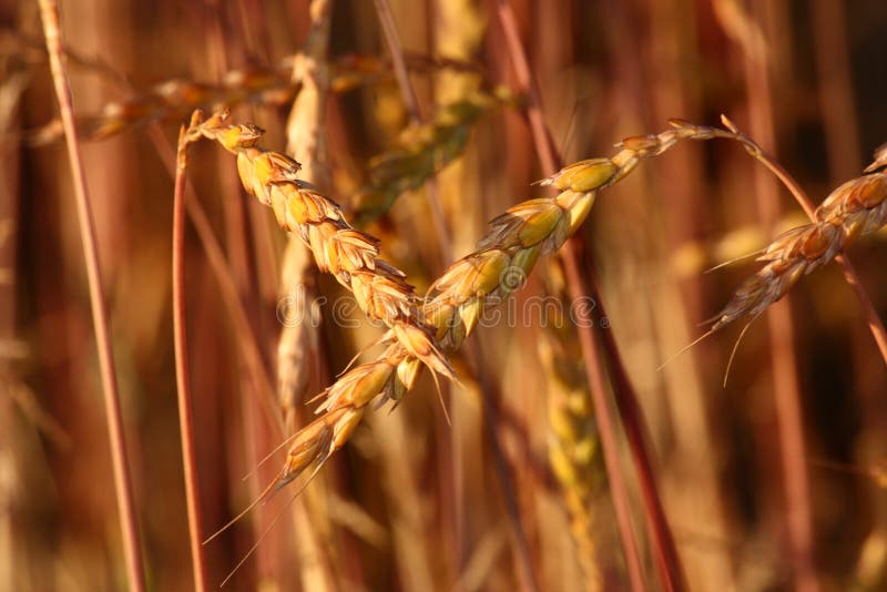 Spelt - triticum spelta stock image. Image of wheat, crop - 15170633