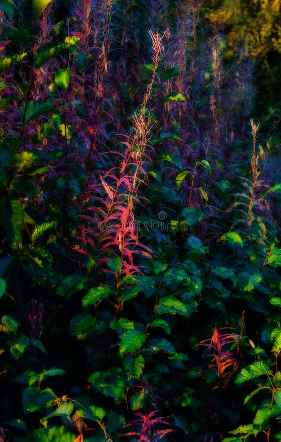 Spend Fireweed in Soft Light Stock Image - Image of plant, soft: 65786435