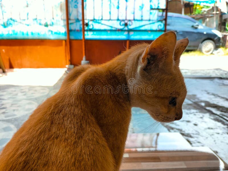 Spend time with cute cat stock image. Image of spending - 272247625