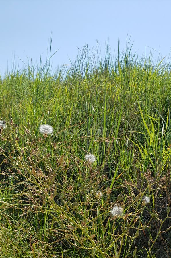 Spent Flowers on the Prairie Stock Image - Image of flowers, grass ...