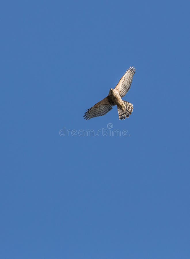 Sperber im Flug stockfoto. Bild von geschöpfe, baltisch - 35389578