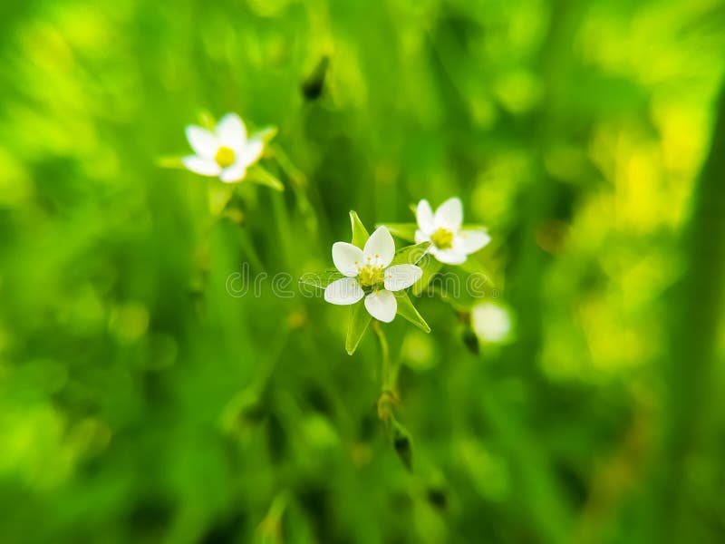 Corn Spurrey (Spergula Arvensis). Infructescence Closeup Stock Image ...