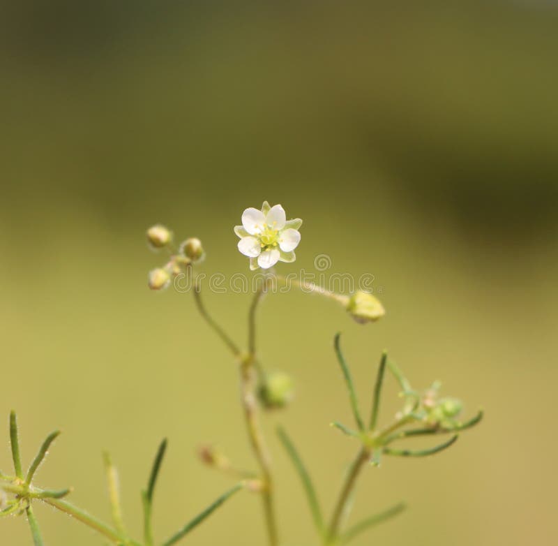 Corn Spurry Stock Photos - Free & Royalty-Free Stock Photos from Dreamstime