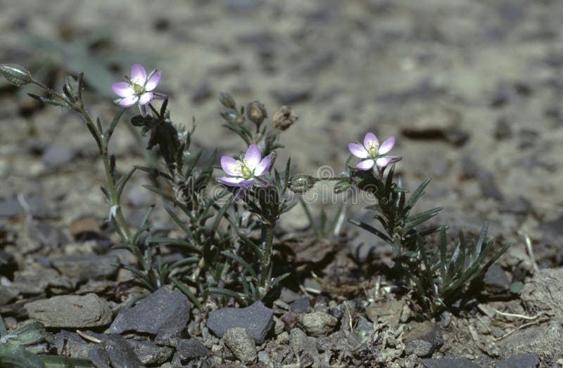 Spergularia Rubra Red Sandspurry Bloom Stock Photos - Free & Royalty ...