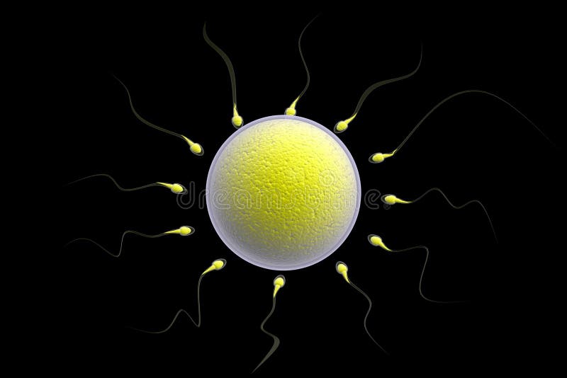 Sperm and egg stock illustration. Illustration of genetically - 21407323