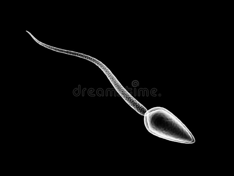 Sperm Structure Stock Illustrations – 695 Sperm Structure Stock ...