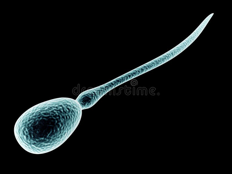 Sperm Cell stock illustration. Illustration of biology - 18920190
