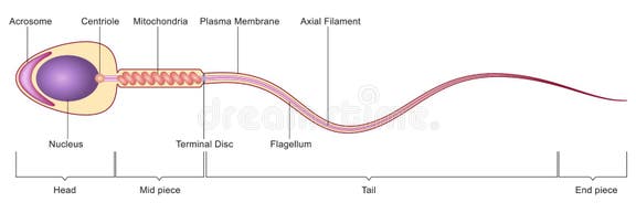 Structure Sperm Cell Stock Illustrations – 549 Structure Sperm Cell ...