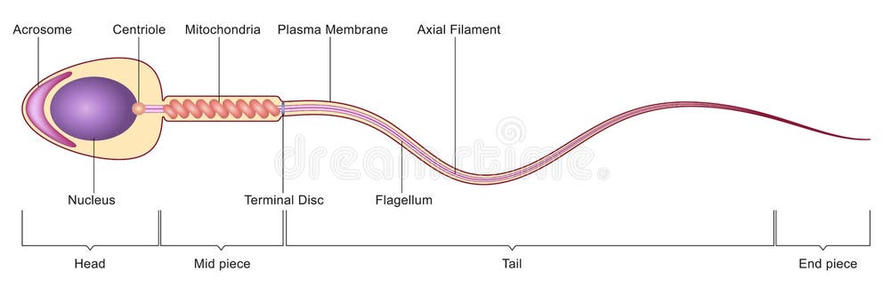 Sperm cell anatomy stock vector. Illustration of evolution - 56678357
