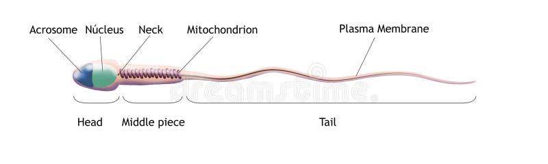Structure of a sperm cell stock vector. Illustration of health - 43980330