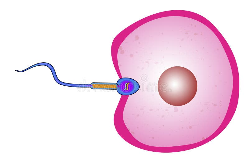 Sperm Cell Entry into the Ovum Egg Cell Stock Illustration ...