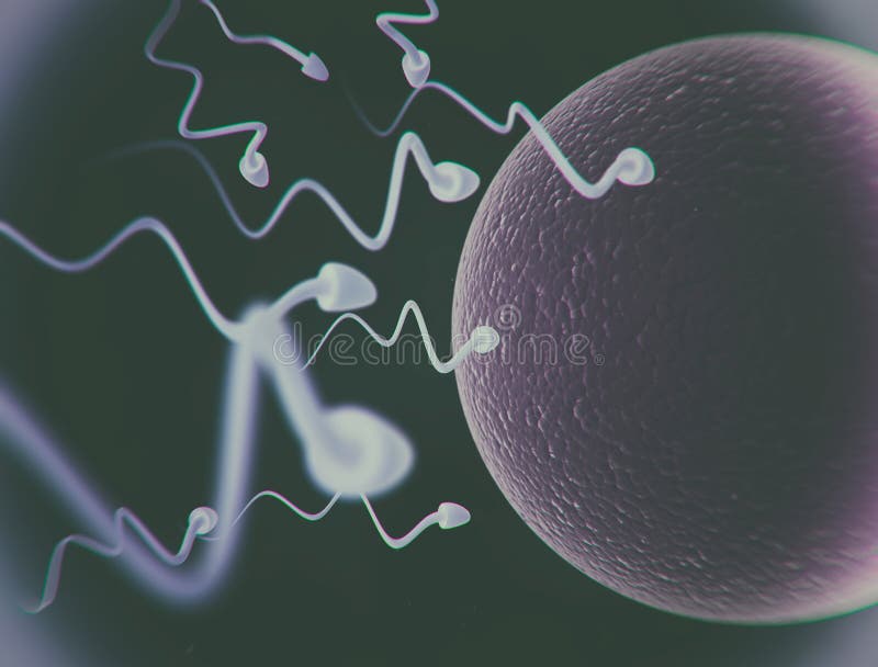 Sperm Cells And Human Egg Stock Illustration Illustration Of