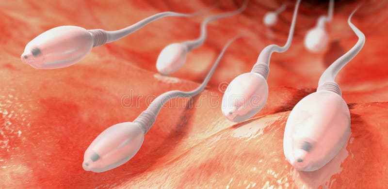 Sperm Cells Moving Towards Egg Cell into the Womb Stock Illustration ...